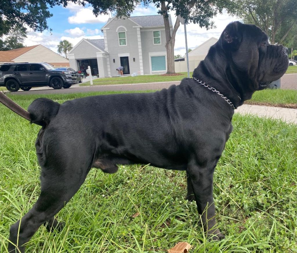 P B R Cane Corso – Pure Breed Rustic Cane Corso, Tampa, Florida