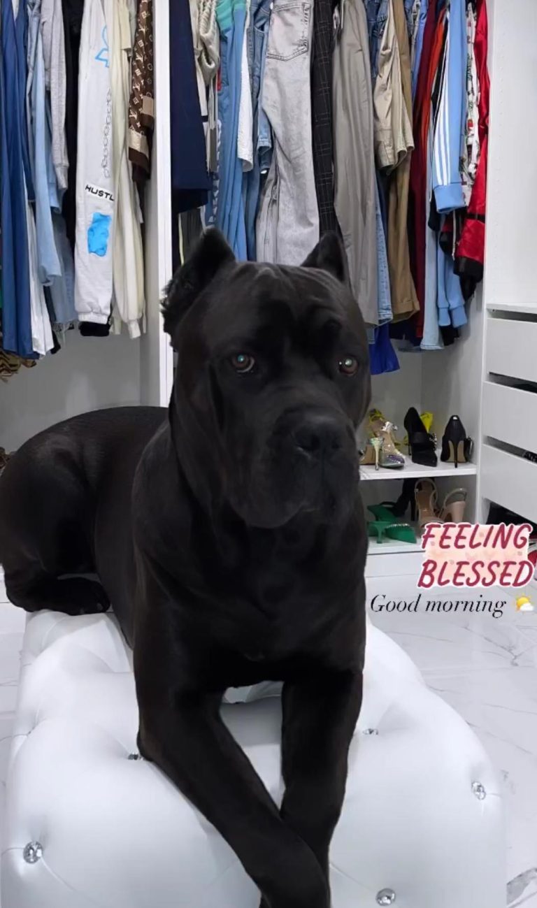 P B R Cane Corso – Pure Breed Rustic Cane Corso, Tampa, Florida