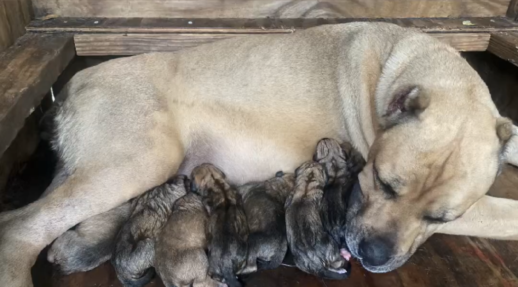 P B R Cane Corso – Pure Breed Rustic Cane Corso, Tampa, Florida