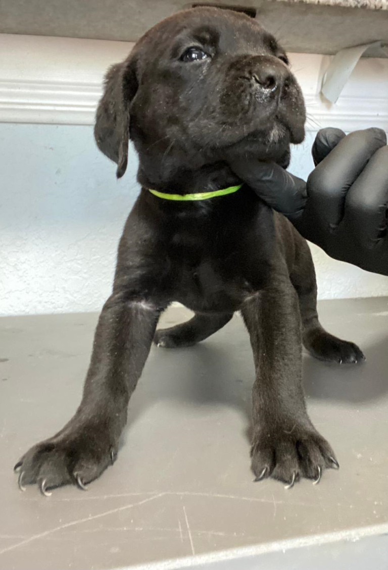 P B R Cane Corso – Pure Breed Rustic Cane Corso, Tampa, Florida