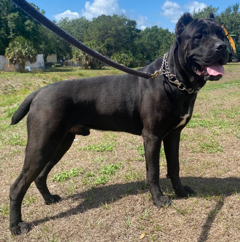Gallery – P B R Cane Corso