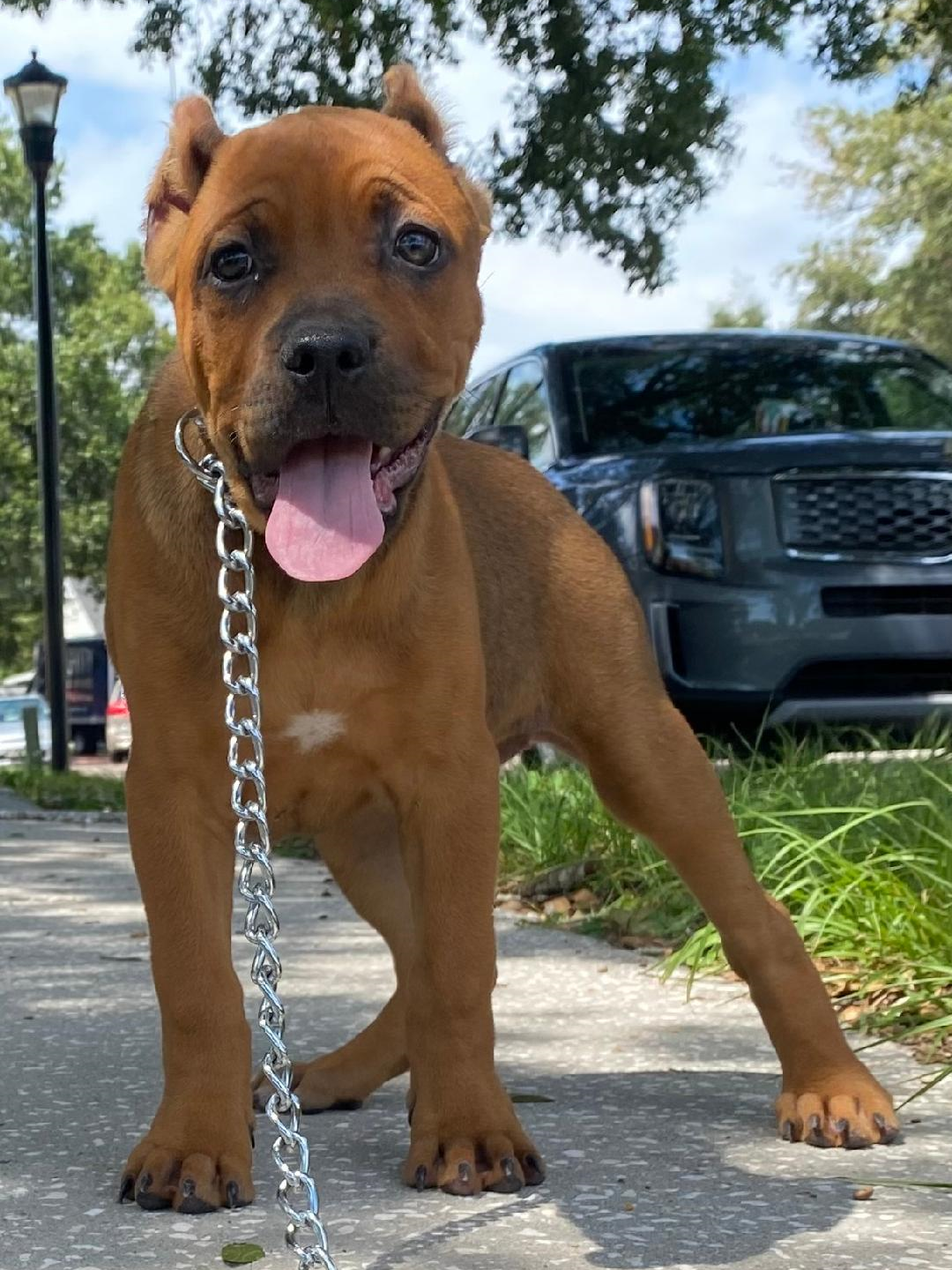 P B R Cane Corso – Pure Breed Rustic Cane Corso, Tampa, Florida