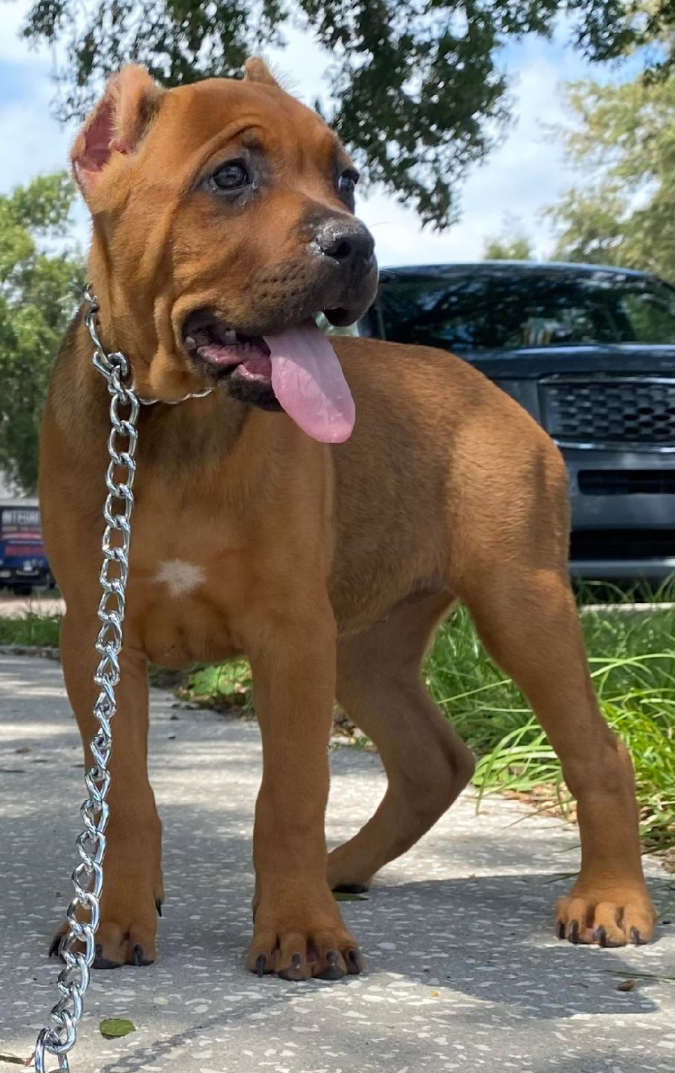 P B R Cane Corso – Pure Breed Rustic Cane Corso, Tampa, Florida