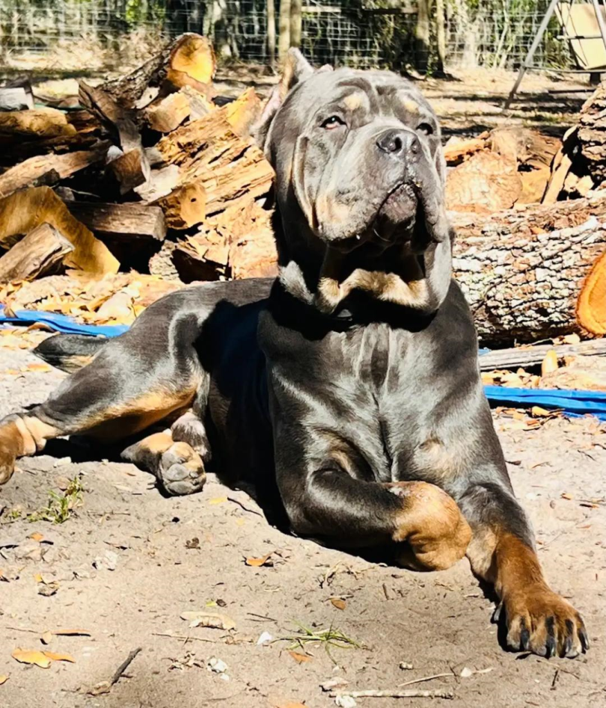 P B R Cane Corso – Pure Breed Rustic Cane Corso, Tampa, Florida